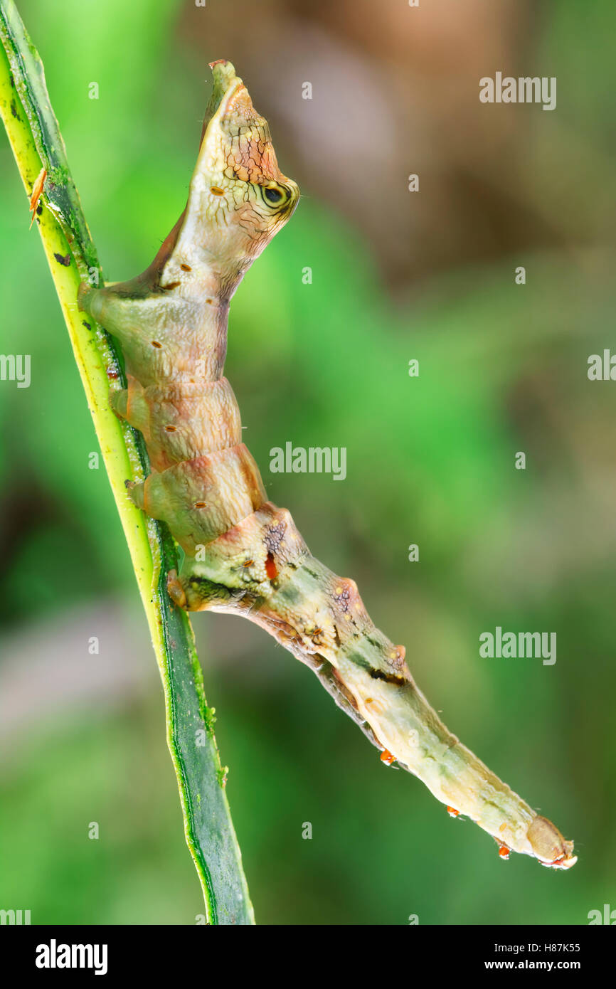Prominent Moth (Nystalea aequipars) caterpillar mimicking lizard in ...