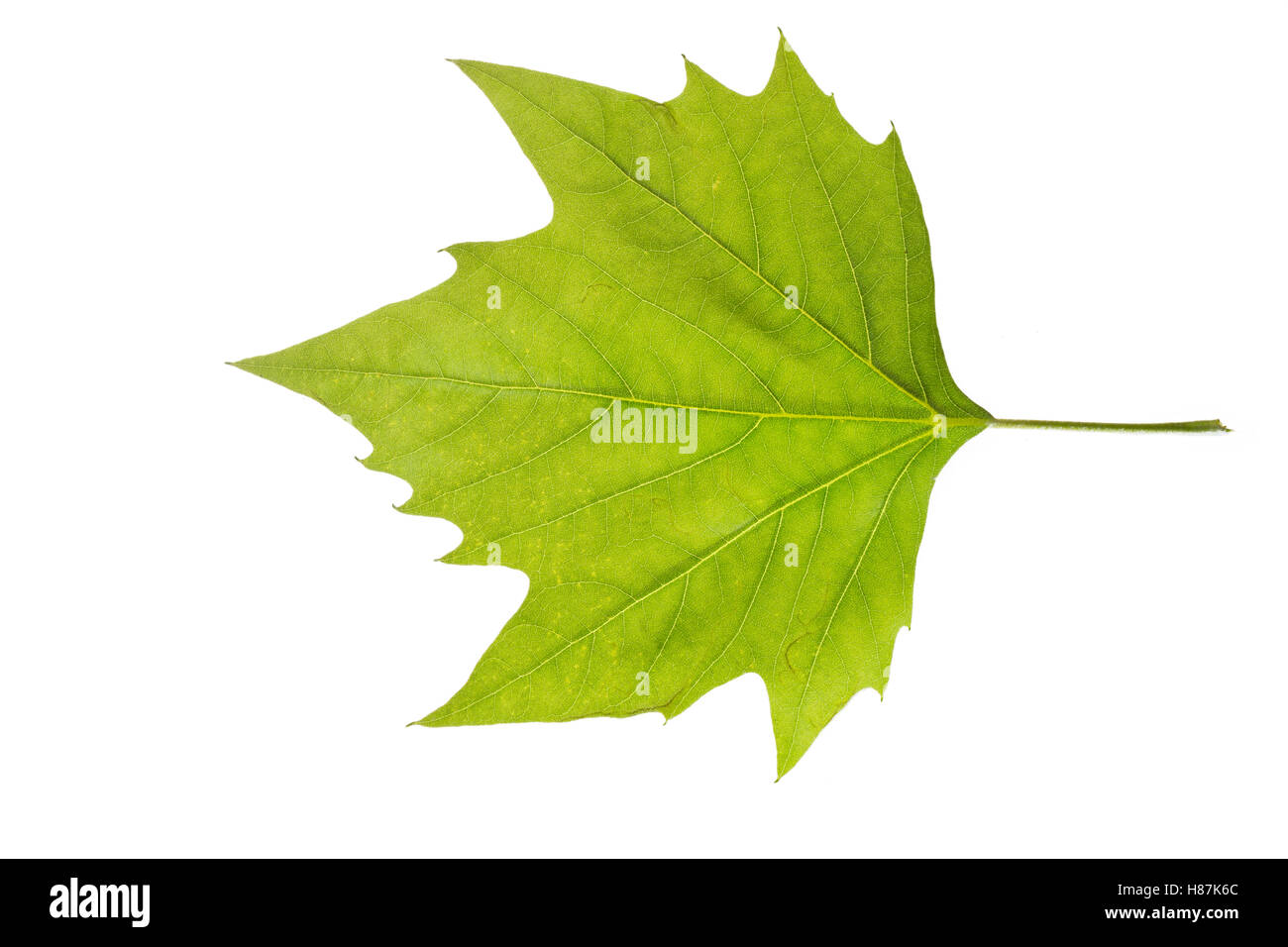 Platane blatt Cut Out Stock Images & Pictures - Alamy