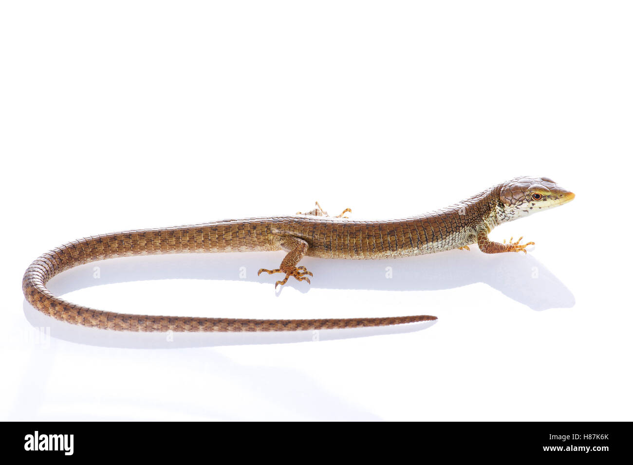 Rhombifer Anadia (Anadia rhombifera) lizard, Septimo Paraiso Cloud ...