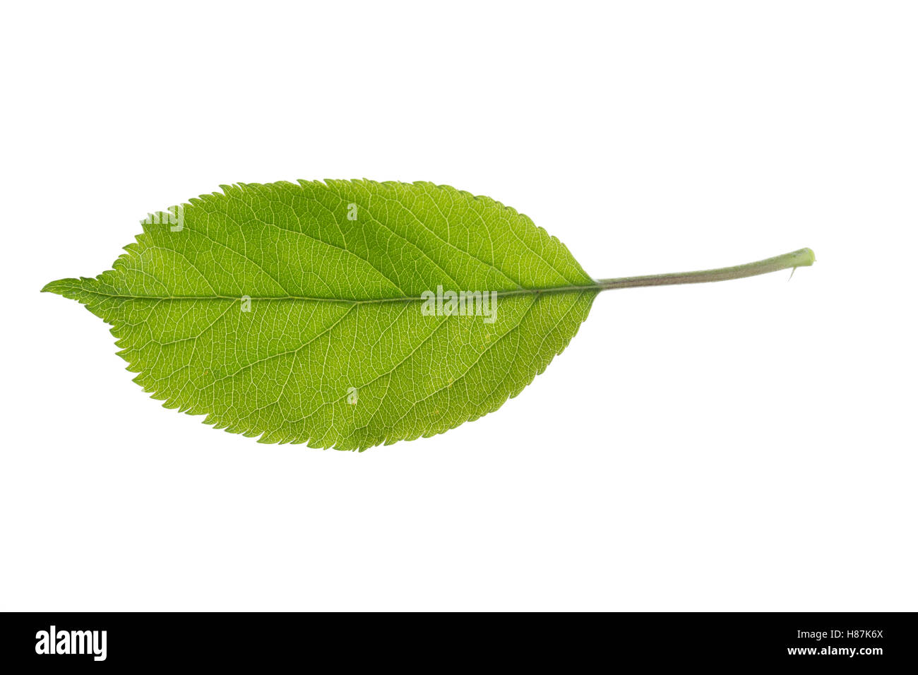 Apfel, Apfelbaum, Kulturapfel, Kultur-Apfel, Malus domestica, Apple, Le ...