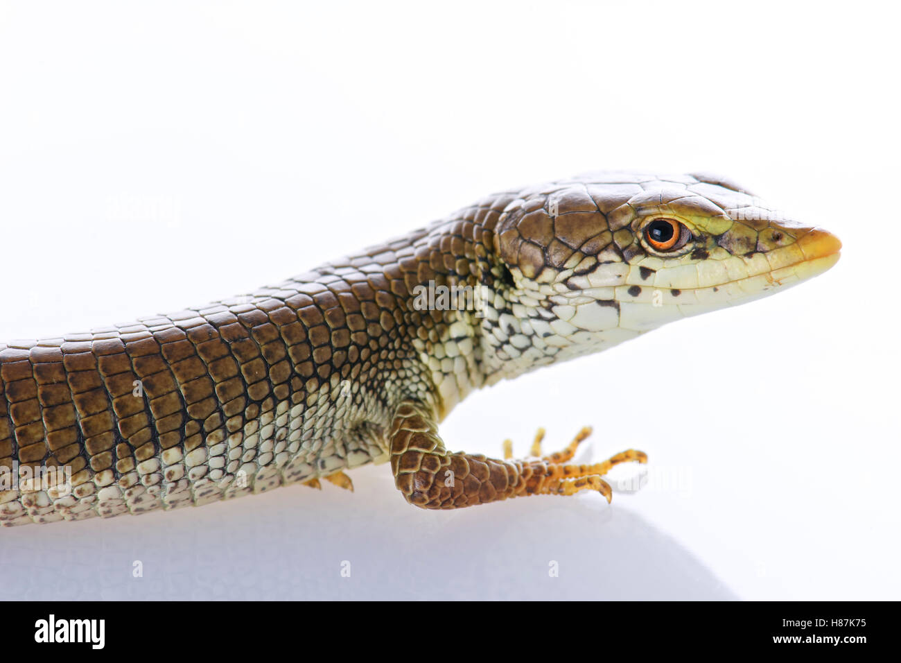 Rhombifer Anadia (Anadia rhombifera) lizard, Septimo Paraiso Cloud ...