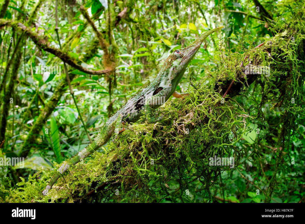 Horned Anole (Anolis proboscis) male in cloud forest, Mindo, Ecuador ...