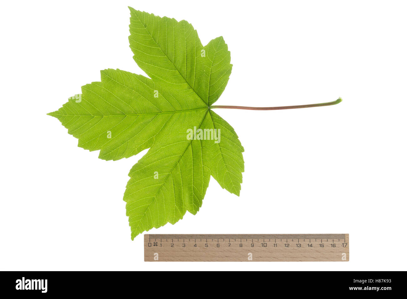 Berg-Ahorn, Bergahorn, Ahorn, Acer pseudoplatanus, Sycamore, Erable ...