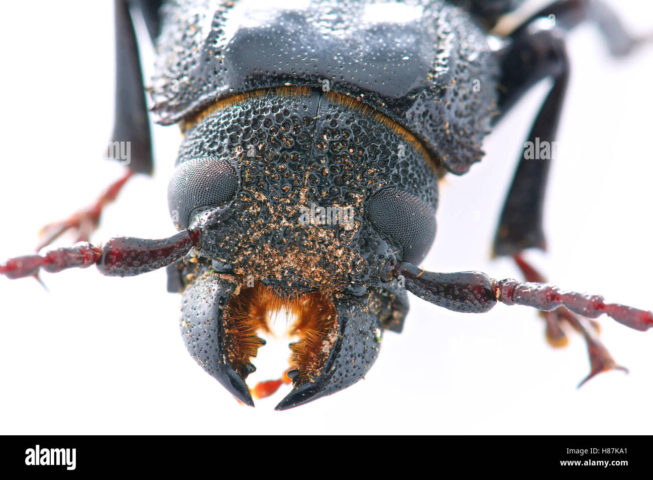 Long Horn Beetle (Mallodon baiulus), Septimo Paraiso Cloud Forest ...
