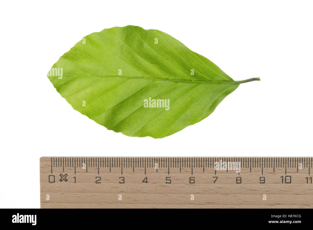 Buche, Rot-Buche, Rotbuche, Fagus sylvatica, Common Beech, European ...