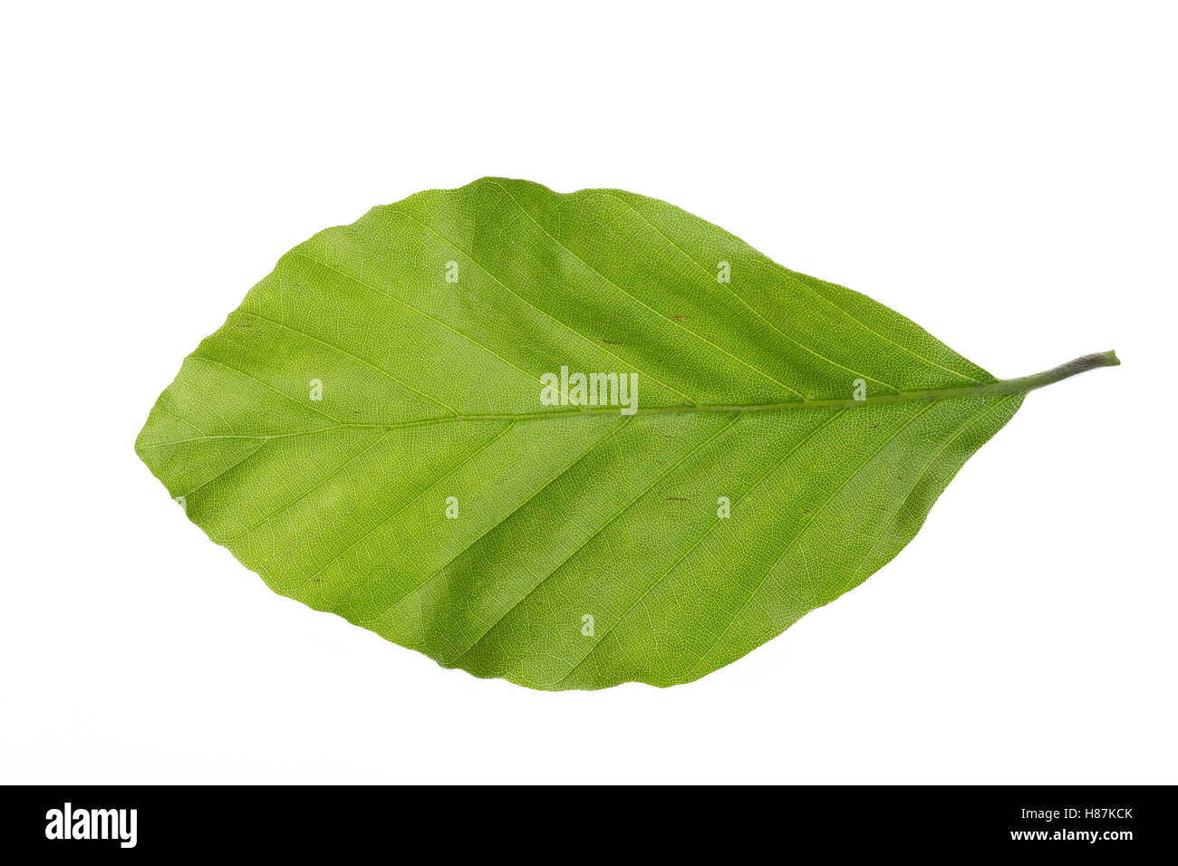 Buche, Rot-Buche, Rotbuche, Fagus sylvatica, Common Beech, European ...