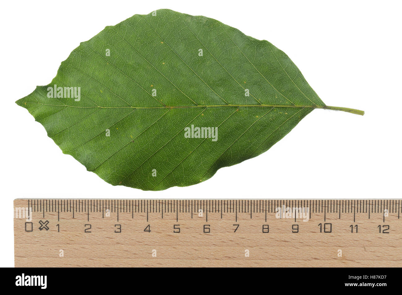 Buche, Rot-Buche, Rotbuche, Fagus sylvatica, Common Beech, European ...