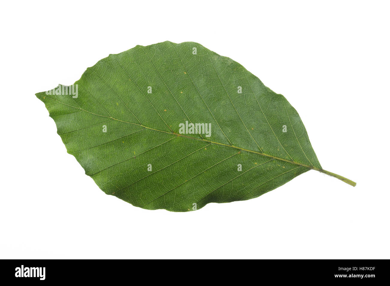 Fagus sylvatica beech commun Cut Out Stock Images & Pictures - Alamy