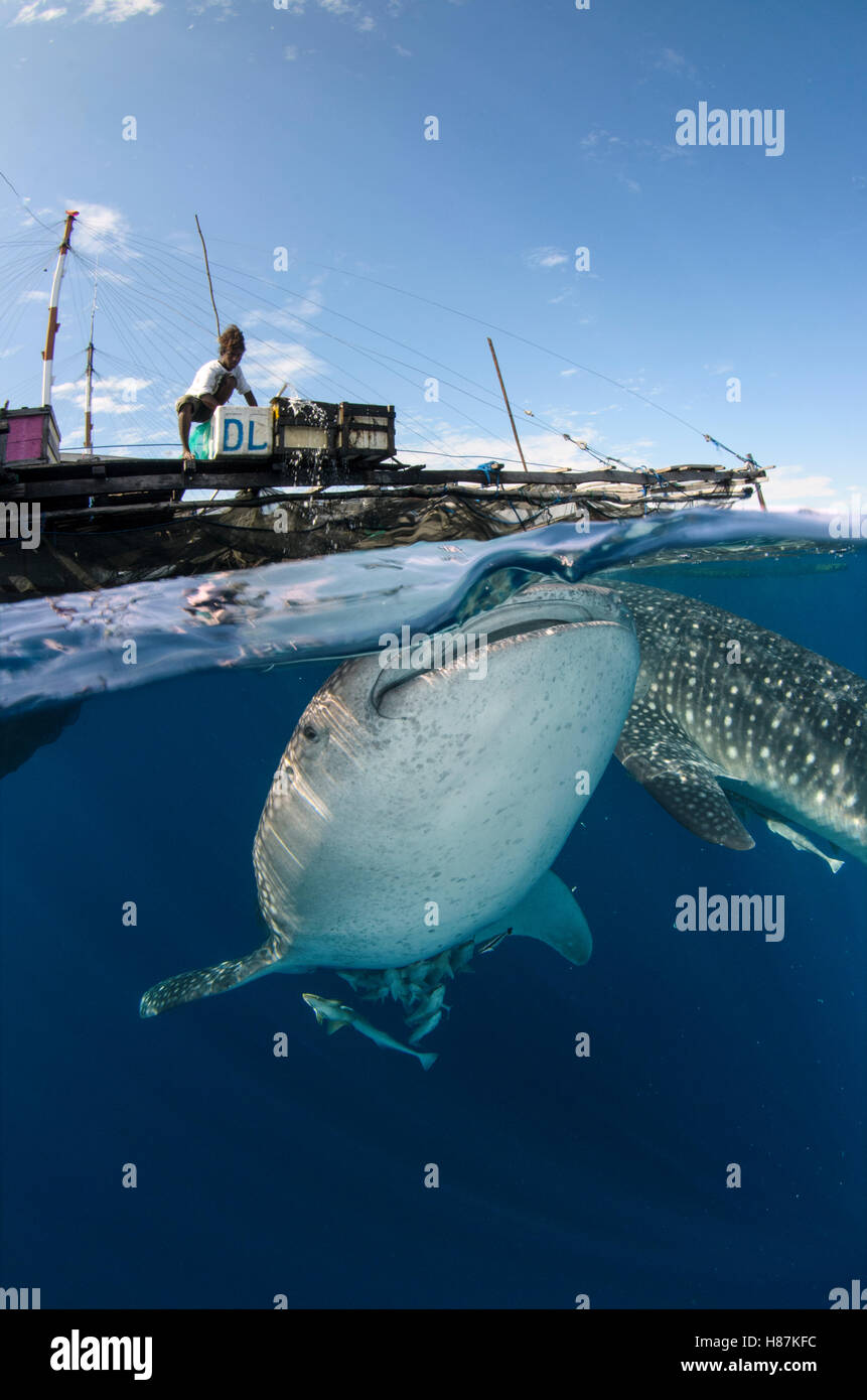 Whale Shark (Rhincodon typus) pair filter feeding at floating fishing ...