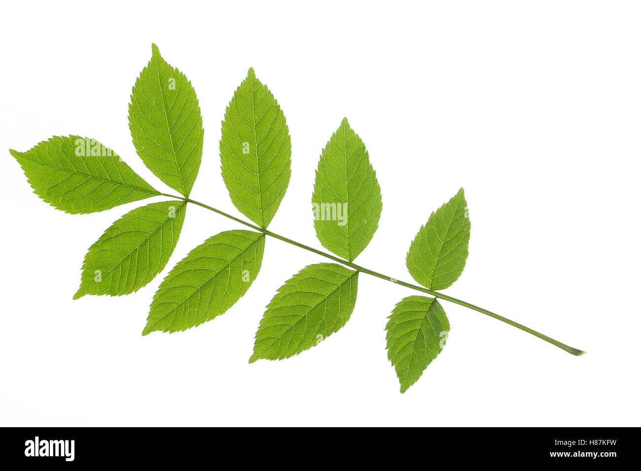 Gemeine Esche, Gewöhnliche Esche, Fraxinus excelsior, Common Ash ...