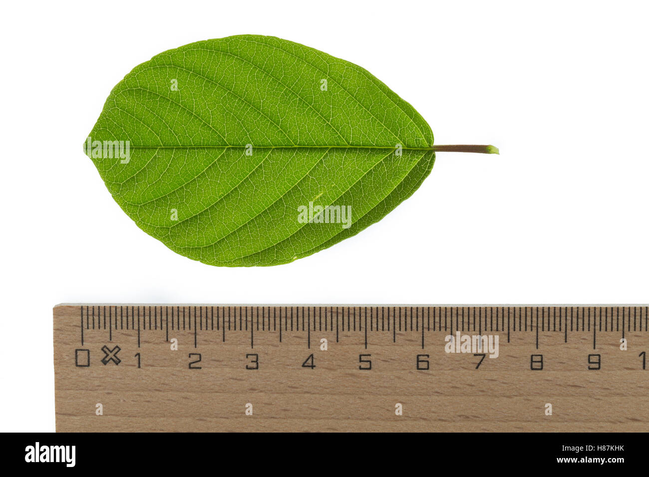 Faulbaum, Gewöhnlicher Faulbaum, Frangula alnus, Rhamnus frangula ...