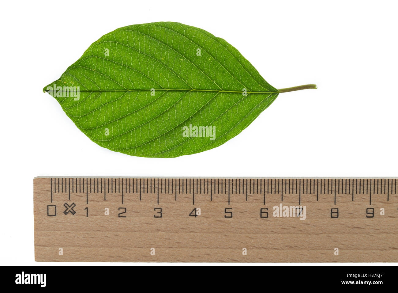 Faulbaum, Gewöhnlicher Faulbaum, Frangula alnus, Rhamnus frangula ...