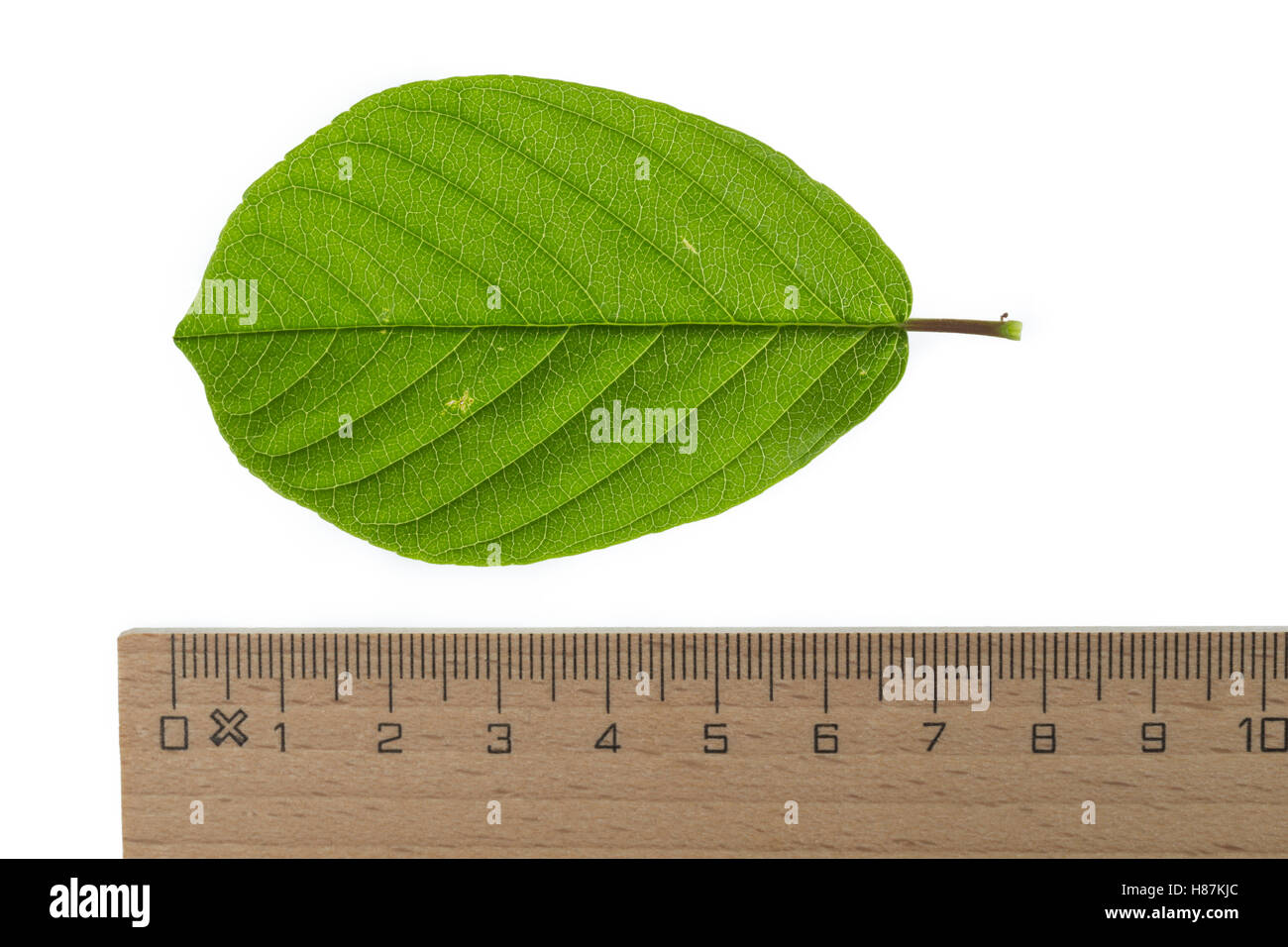 Faulbaum, Gewöhnlicher Faulbaum, Frangula alnus, Rhamnus frangula ...