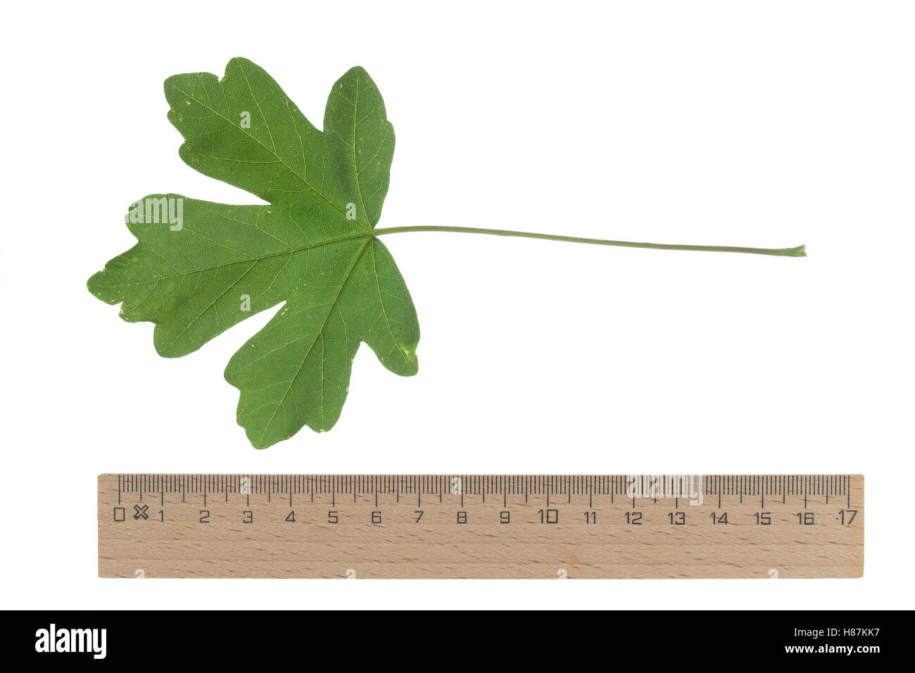 Feld-Ahorn, Feldahorn, Ahorn, Acer campestre, Field Maple, Hedge Maple ...