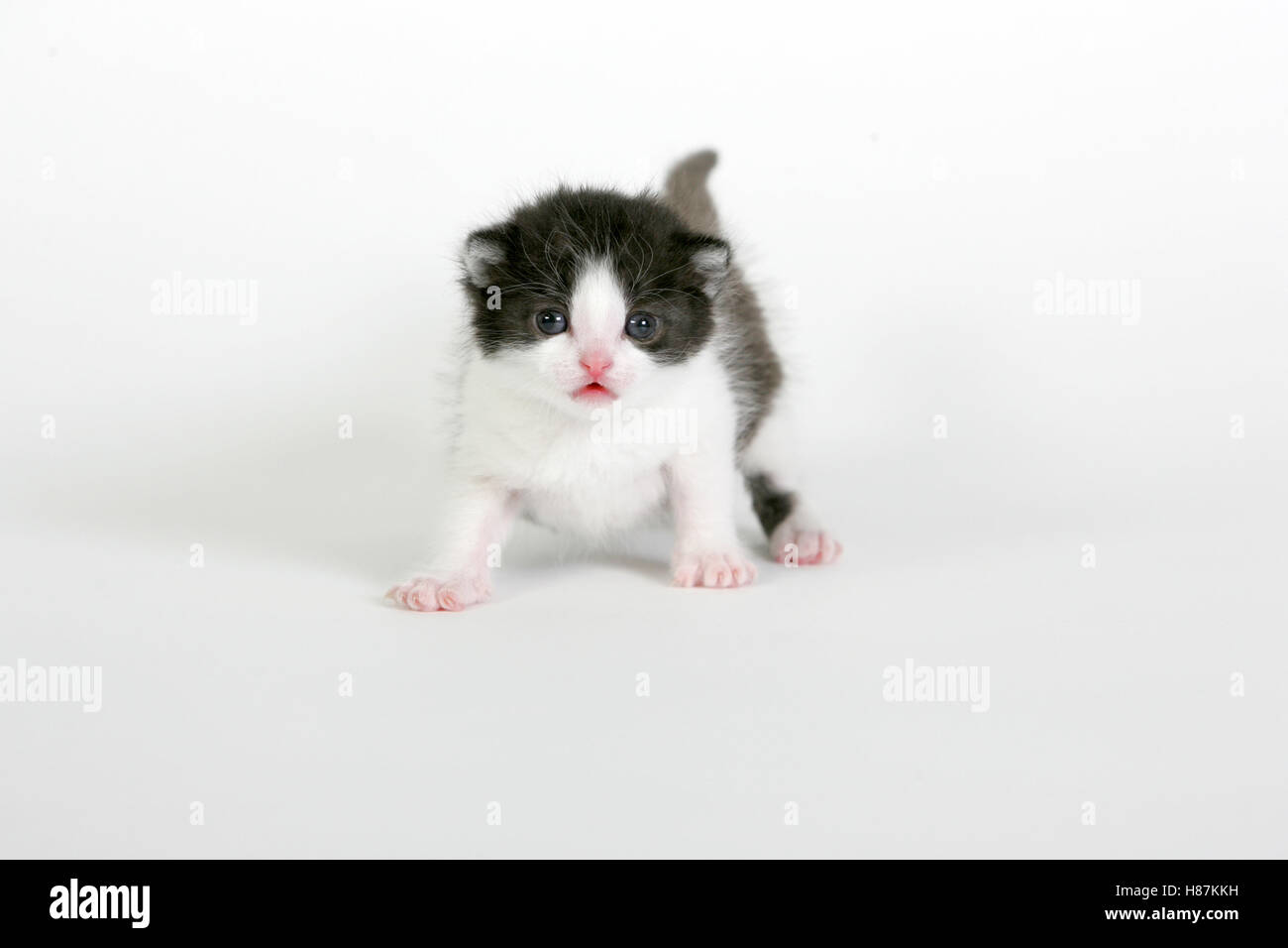 Kitten in studio Stock Photo - Alamy