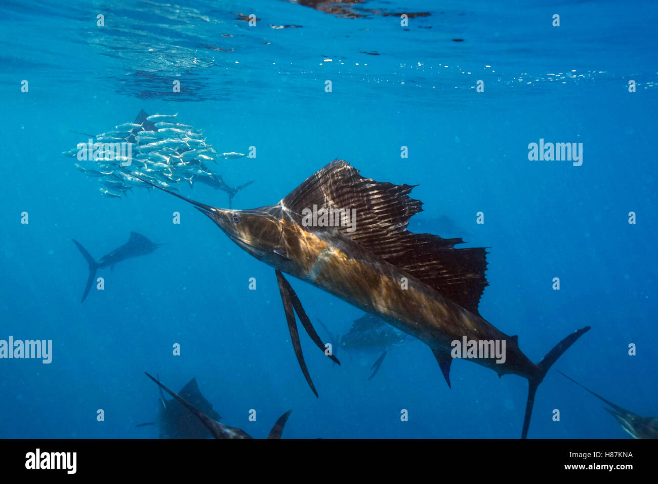 Atlantic Sailfish (Istiophorus albicans) group hunting Round Sardinella ...
