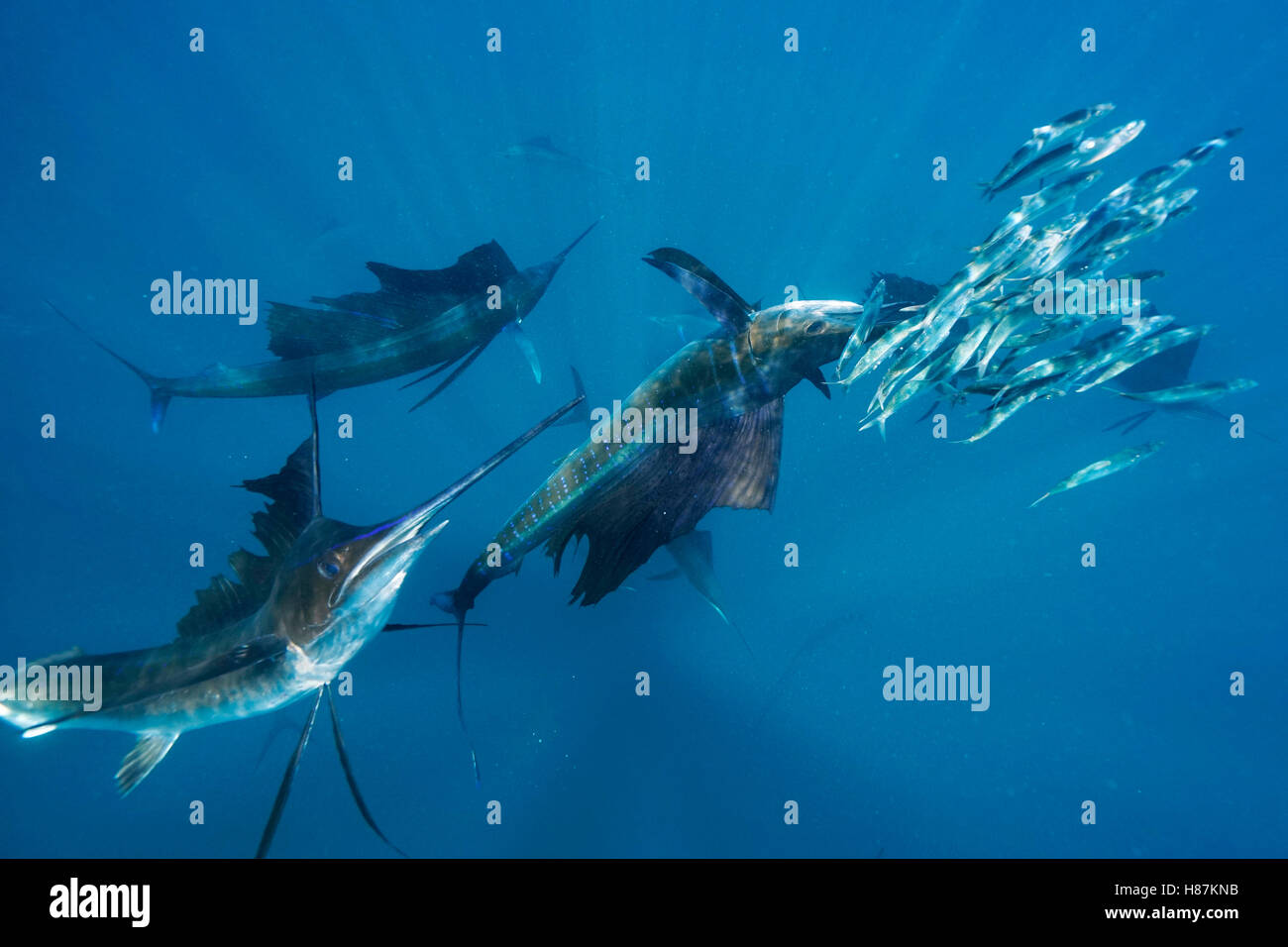 Atlantic Sailfish (Istiophorus albicans) group hunting Round Sardinella ...