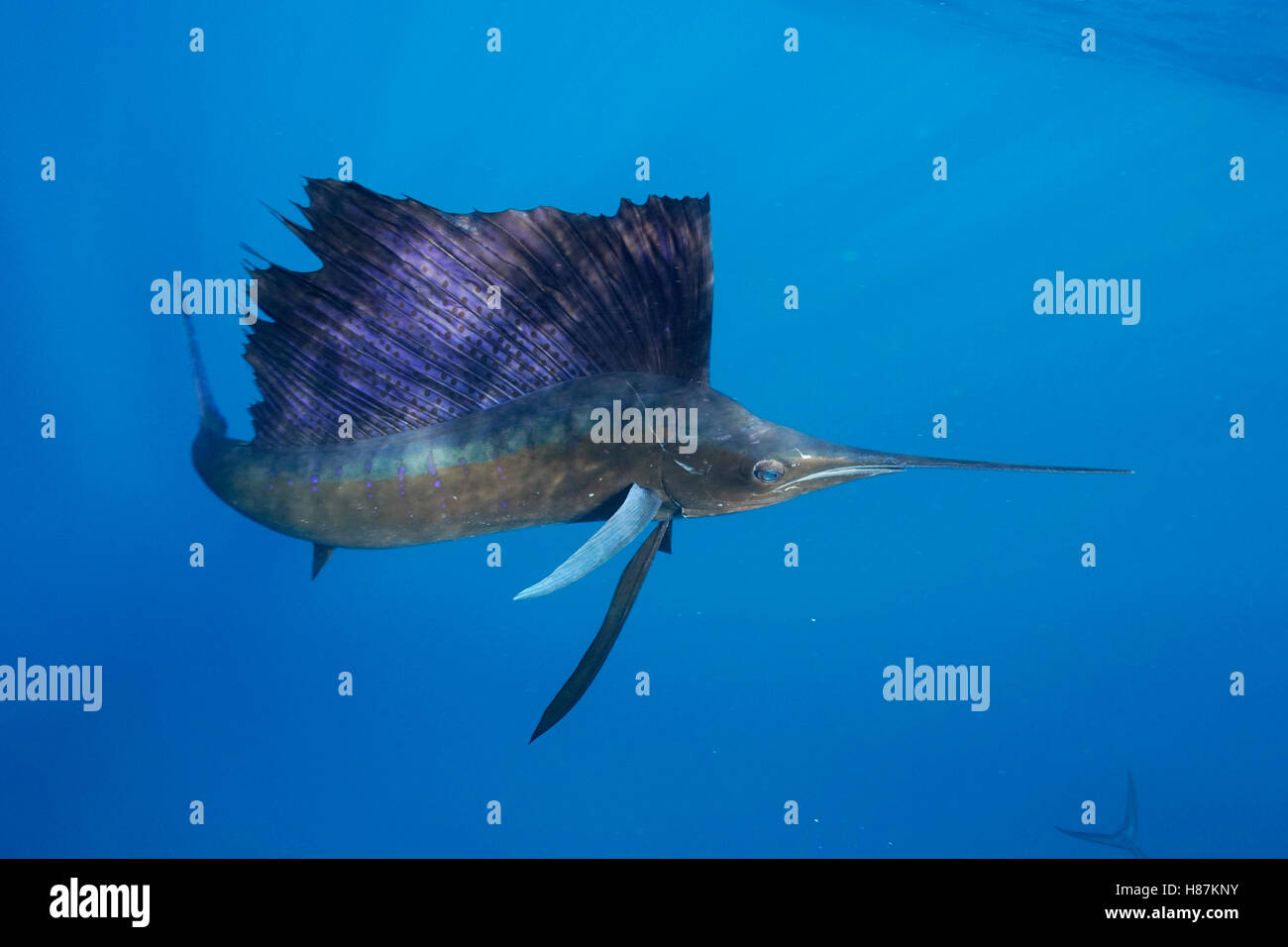 Atlantic Sailfish (Istiophorus albicans), Isla Mujeres, Mexico Stock ...