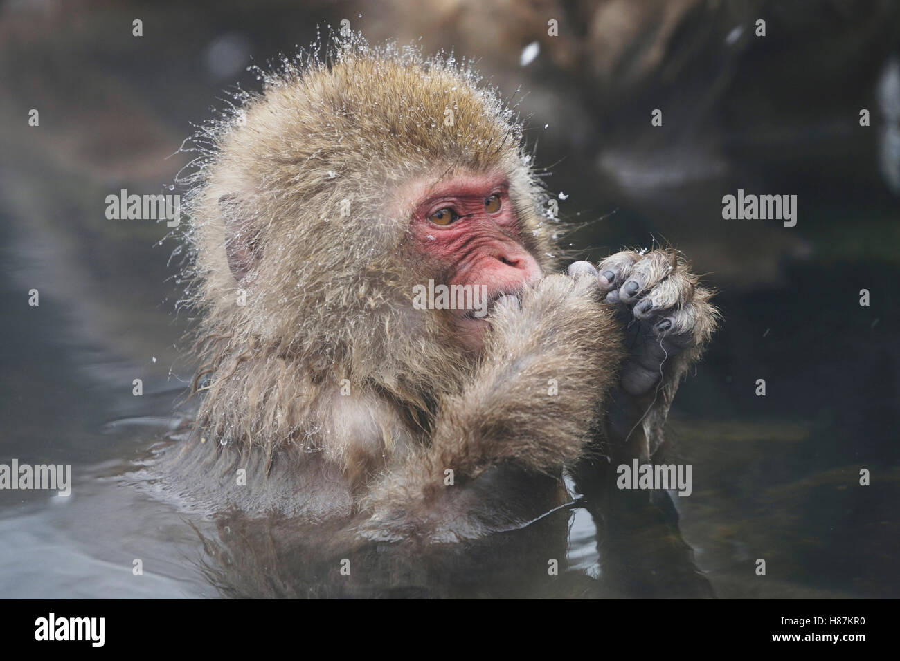 Japanese Macaque (Macaca fuscata) young feeding in hot spring ...