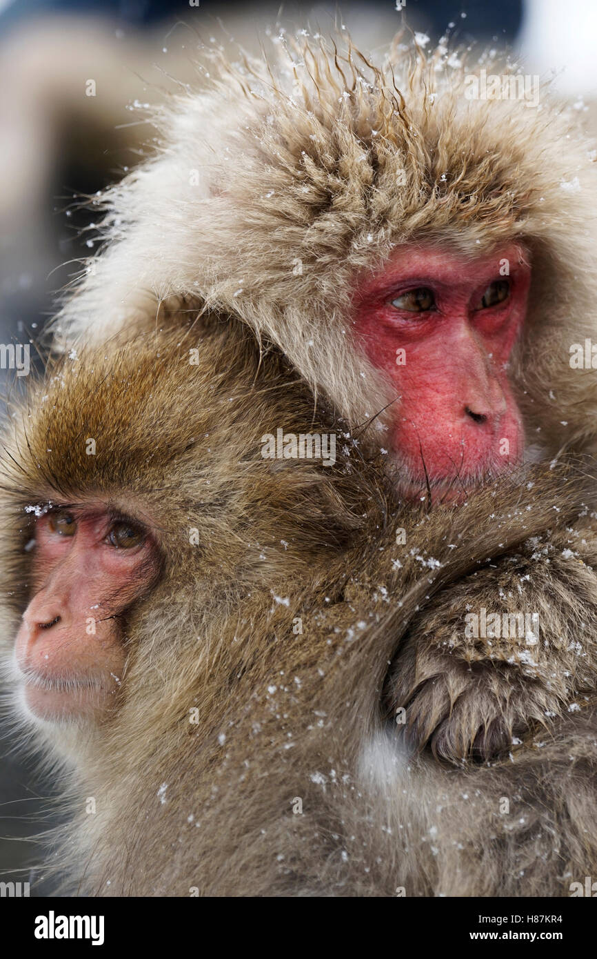 Japanese Macaque (Macaca fuscata) mother and young, Jigokudani, Japan ...