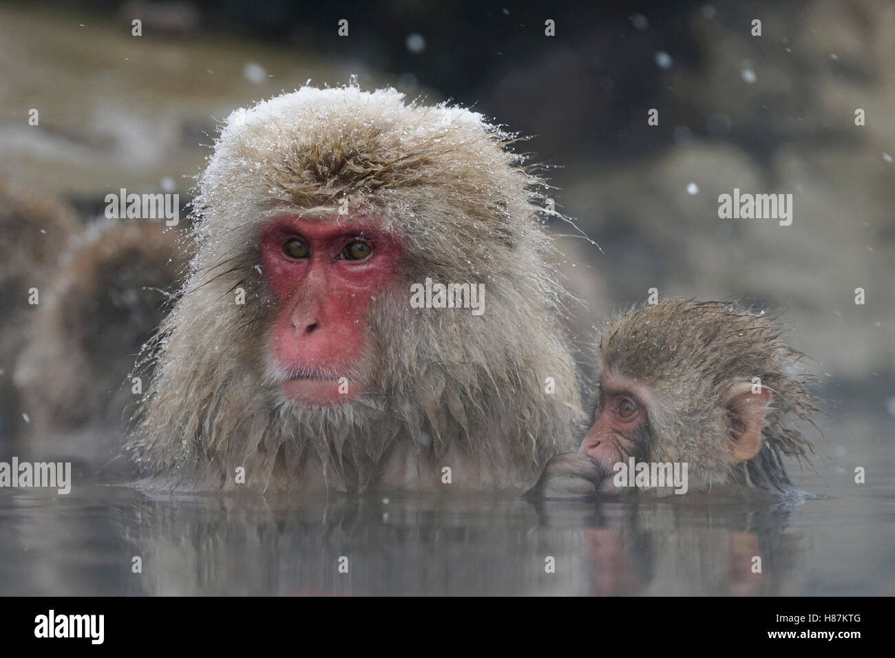 Japanese Macaque (Macaca fuscata) mother and young in hot spring ...