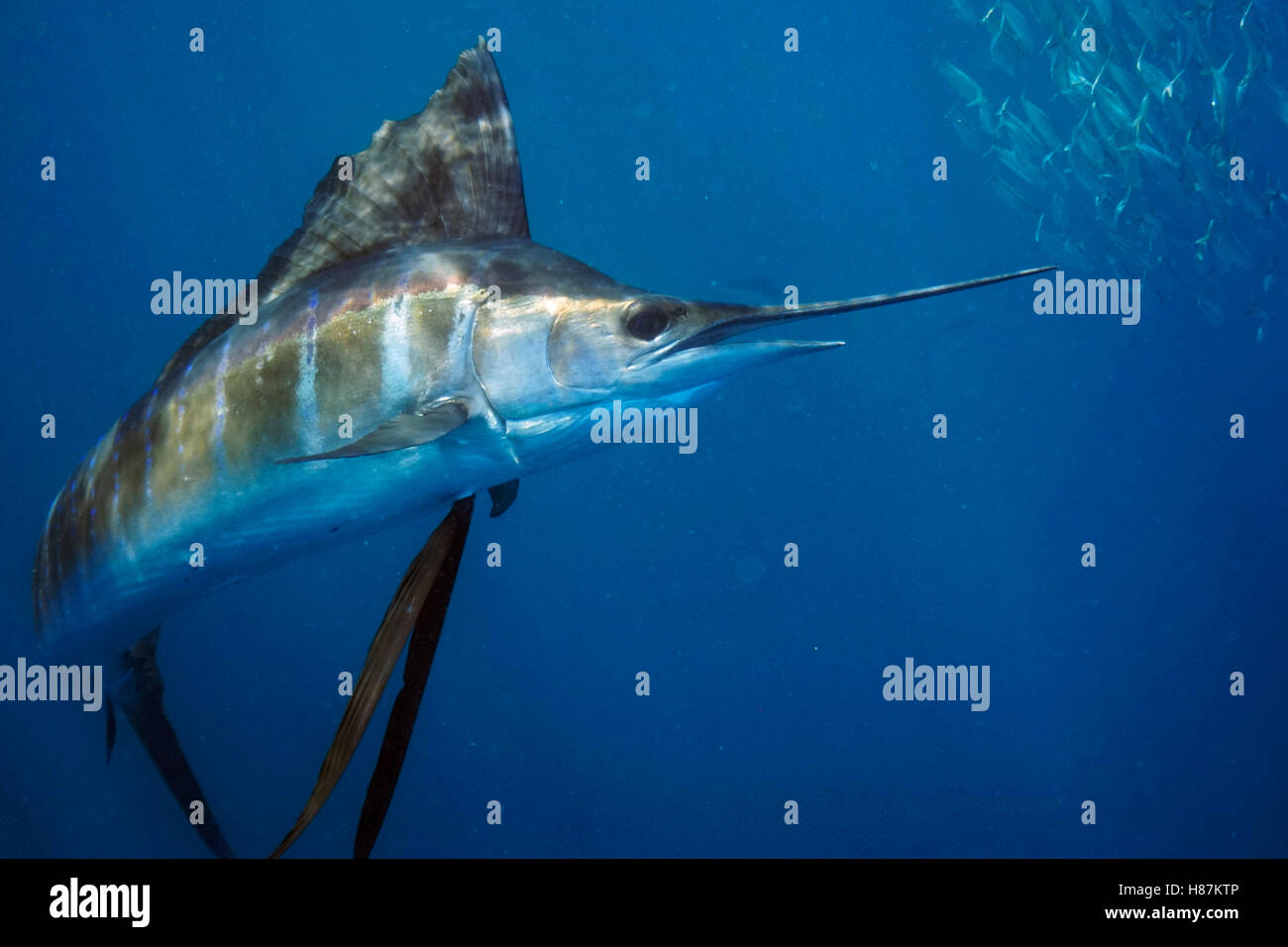 Atlantic Sailfish (Istiophorus albicans) hunting Round Sardinella ...