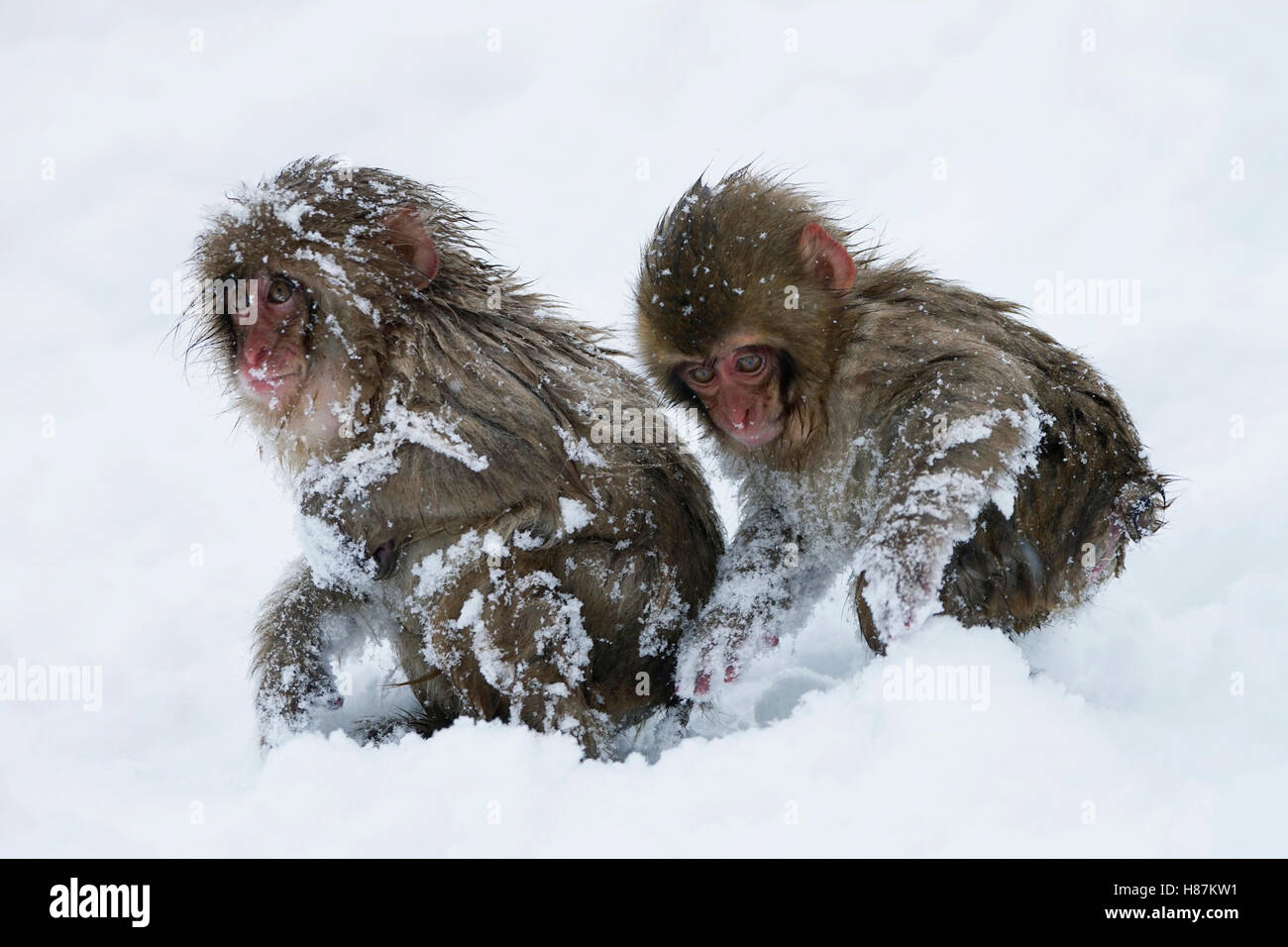 Japanese Macaque (Macaca fuscata) young playing in snow, Jigokudani ...
