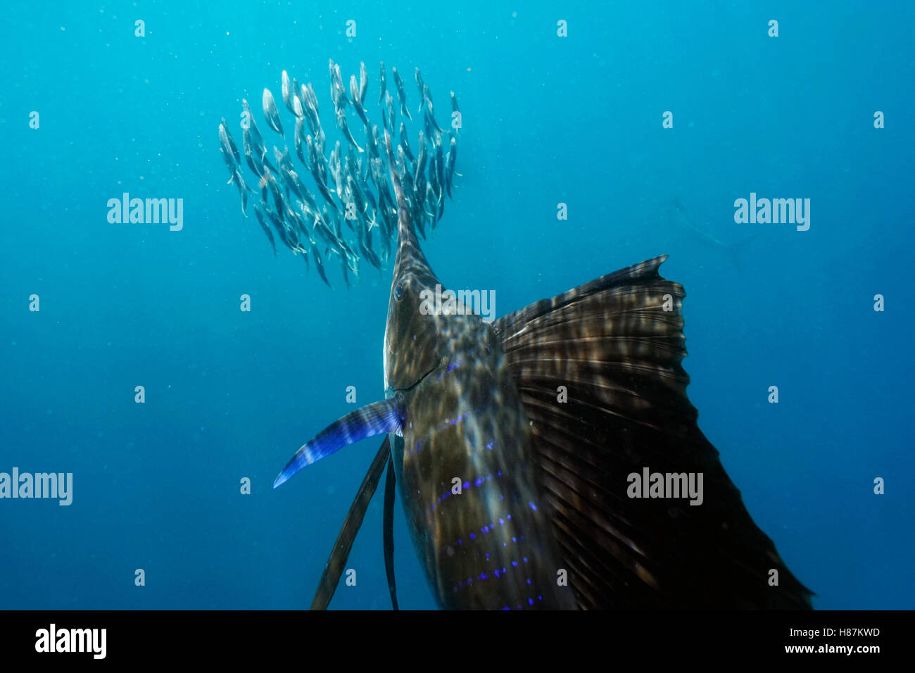 Atlantic Sailfish (Istiophorus albicans) hunting Round Sardinella ...
