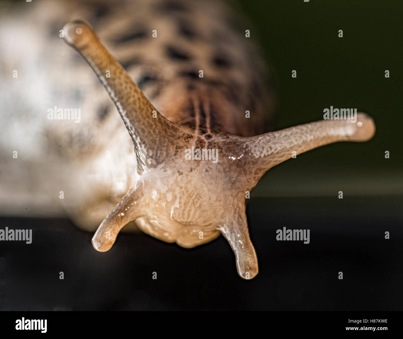 Close up head shot of a Leopard slug, Limax maximus, photographed in a ...