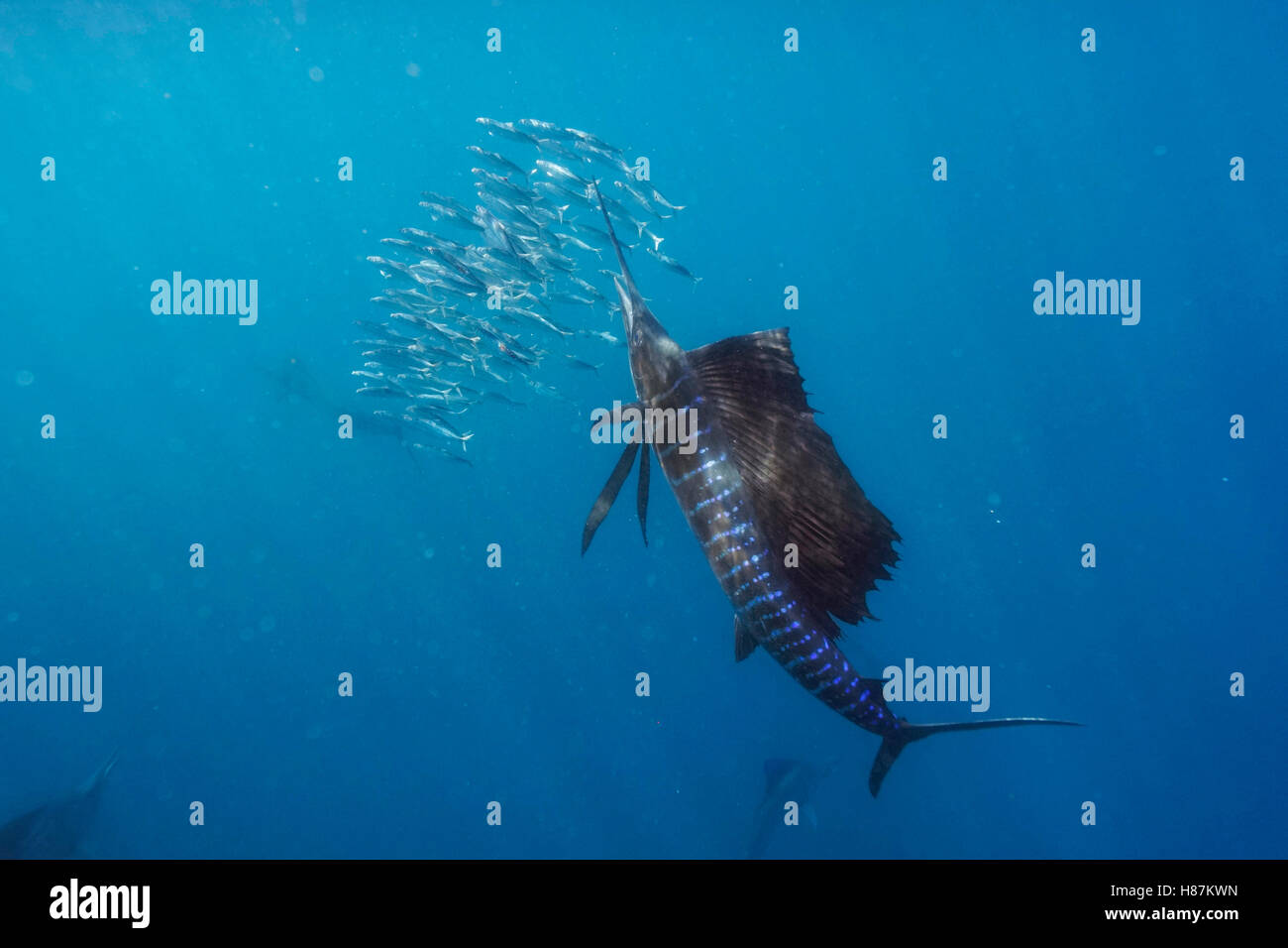 Atlantic Sailfish (Istiophorus albicans) hunting Round Sardinella ...