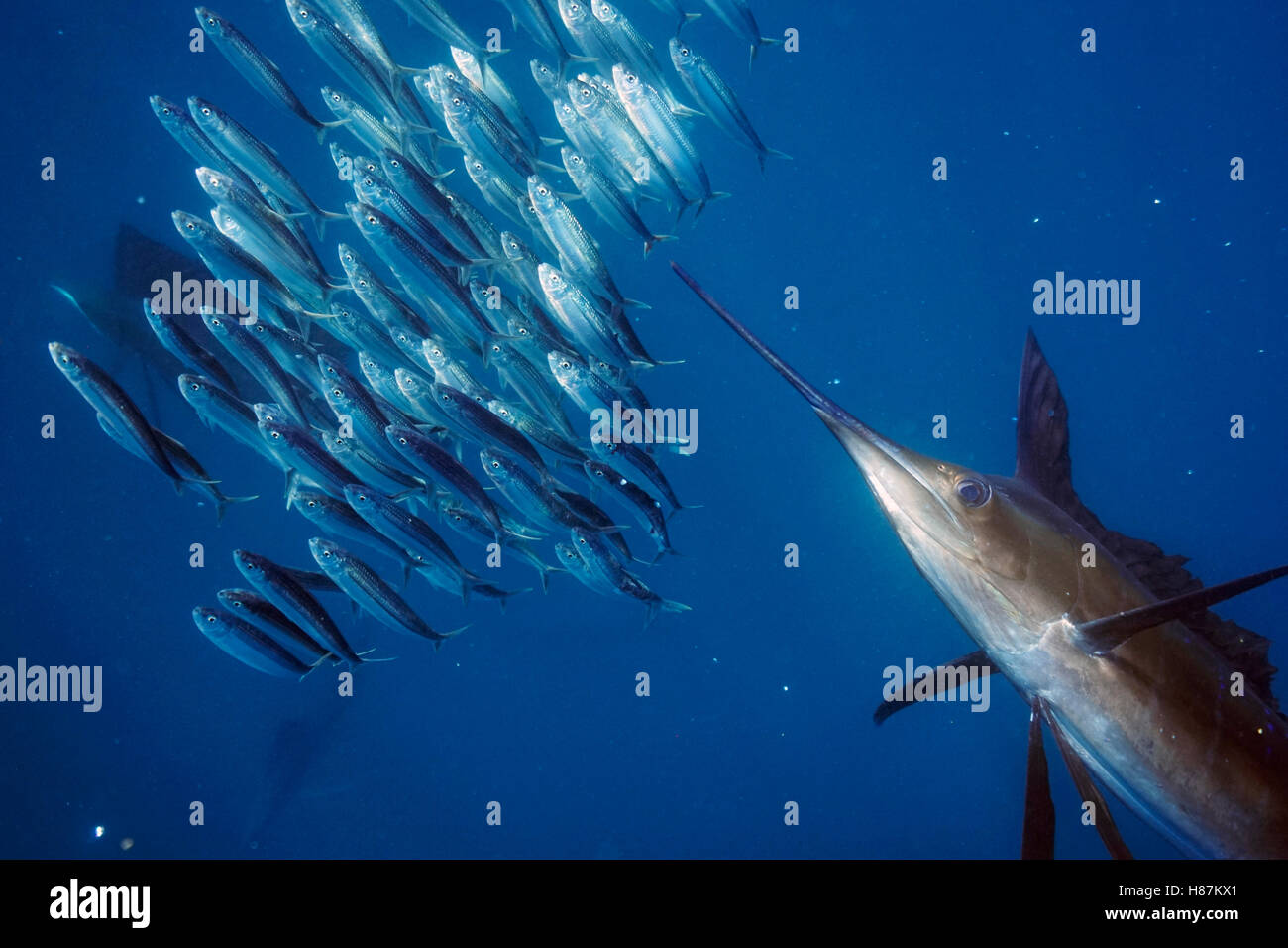 Atlantic Sailfish (Istiophorus albicans) hunting Round Sardinella ...