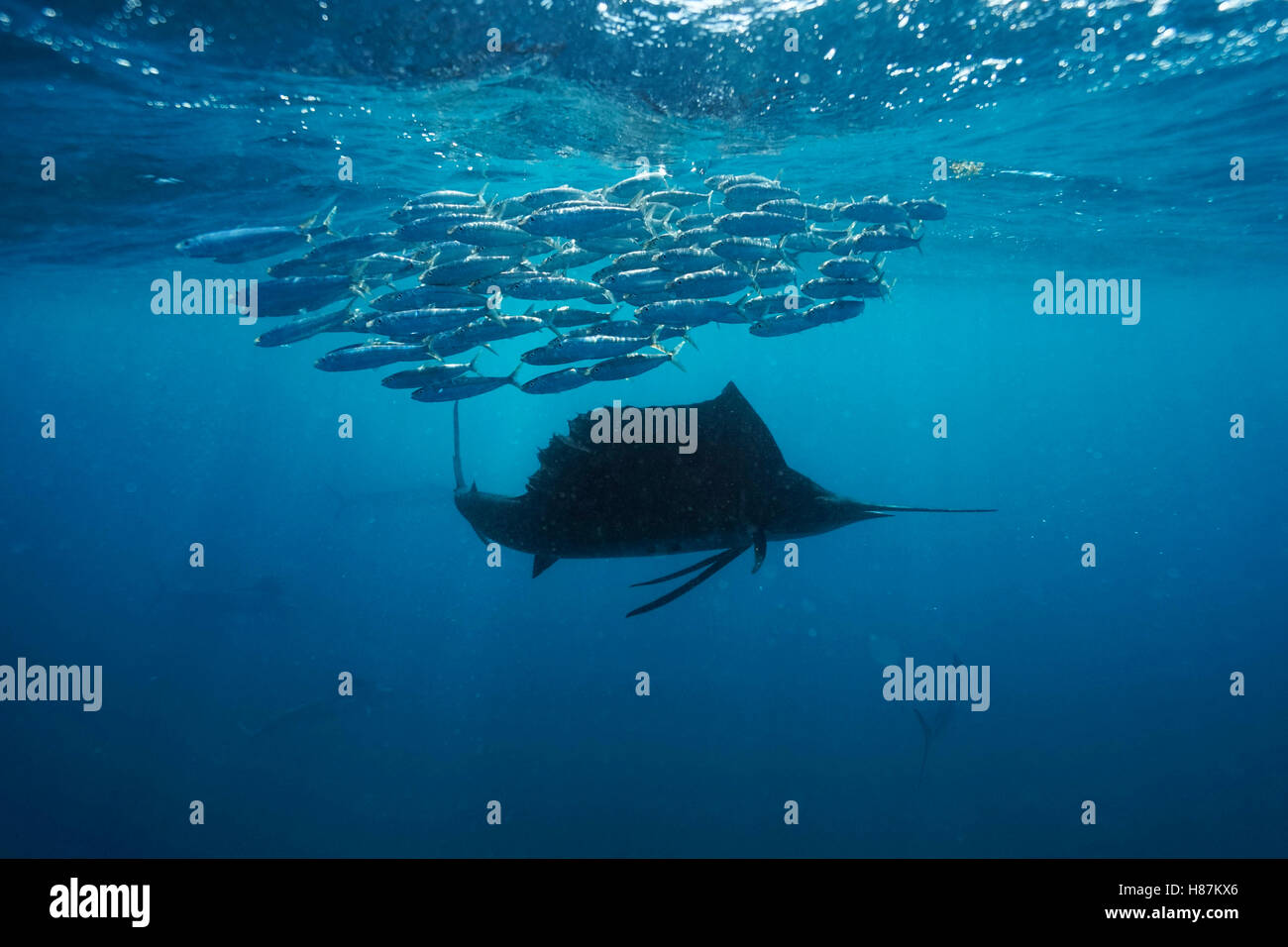 Round Sardinella (Sardinella aurita) school and Atlantic Sailfish ...