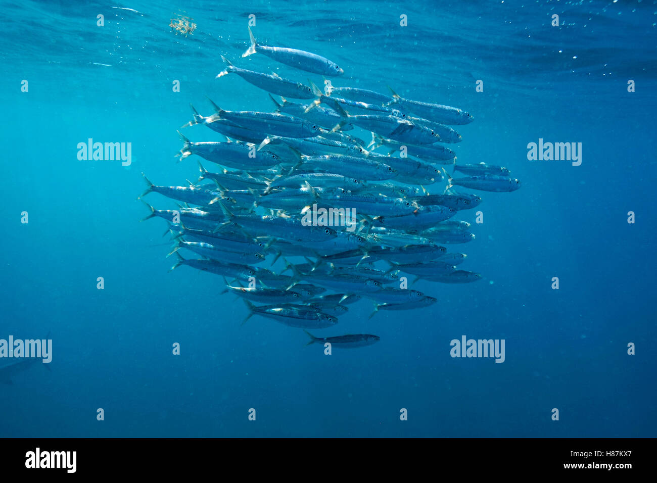 Round Sardinella (Sardinella aurita) school, Isla Mujeres, Mexico Stock ...