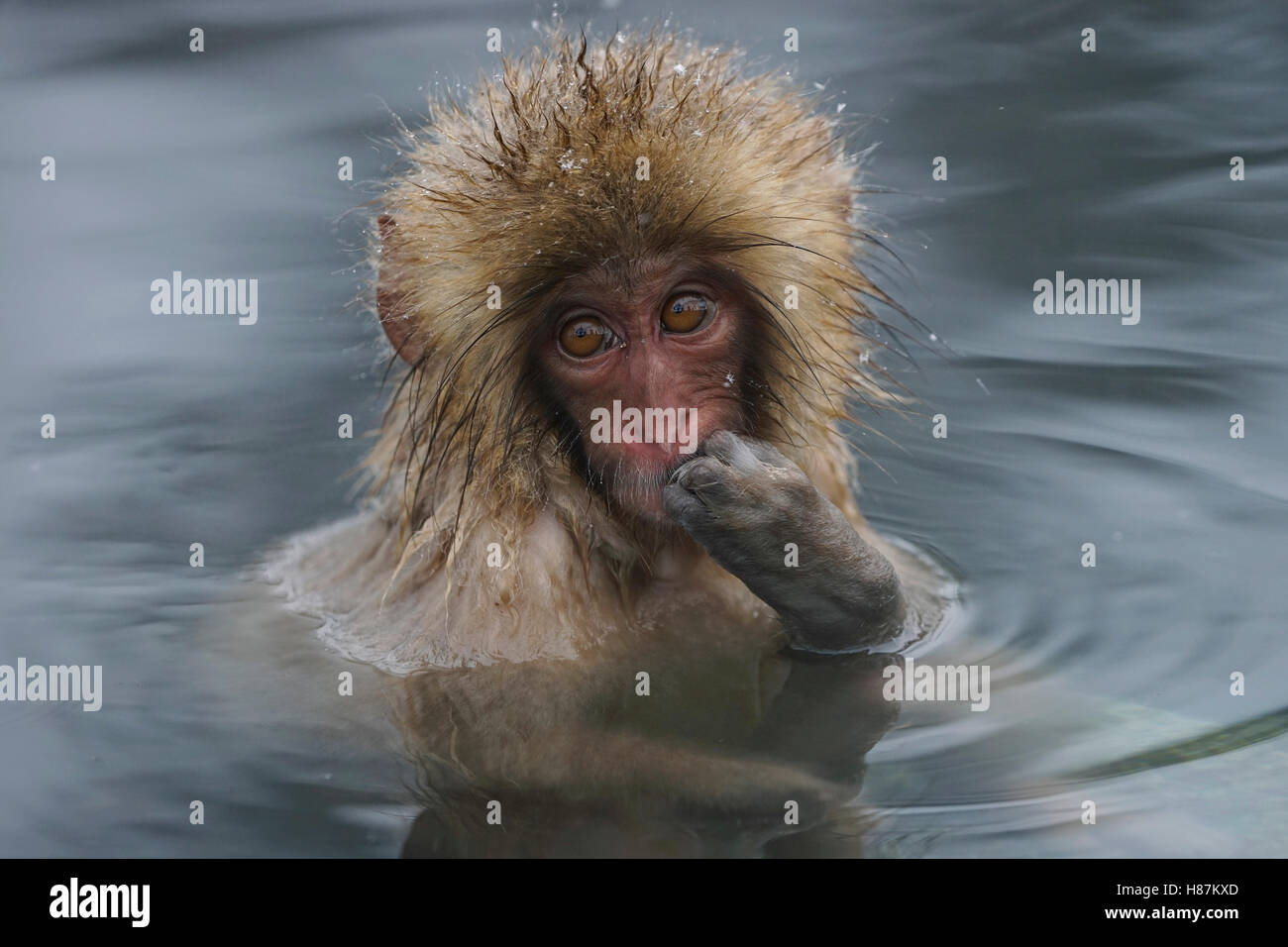 Japanese Macaque (Macaca fuscata) young in hot spring, Jigokudani ...