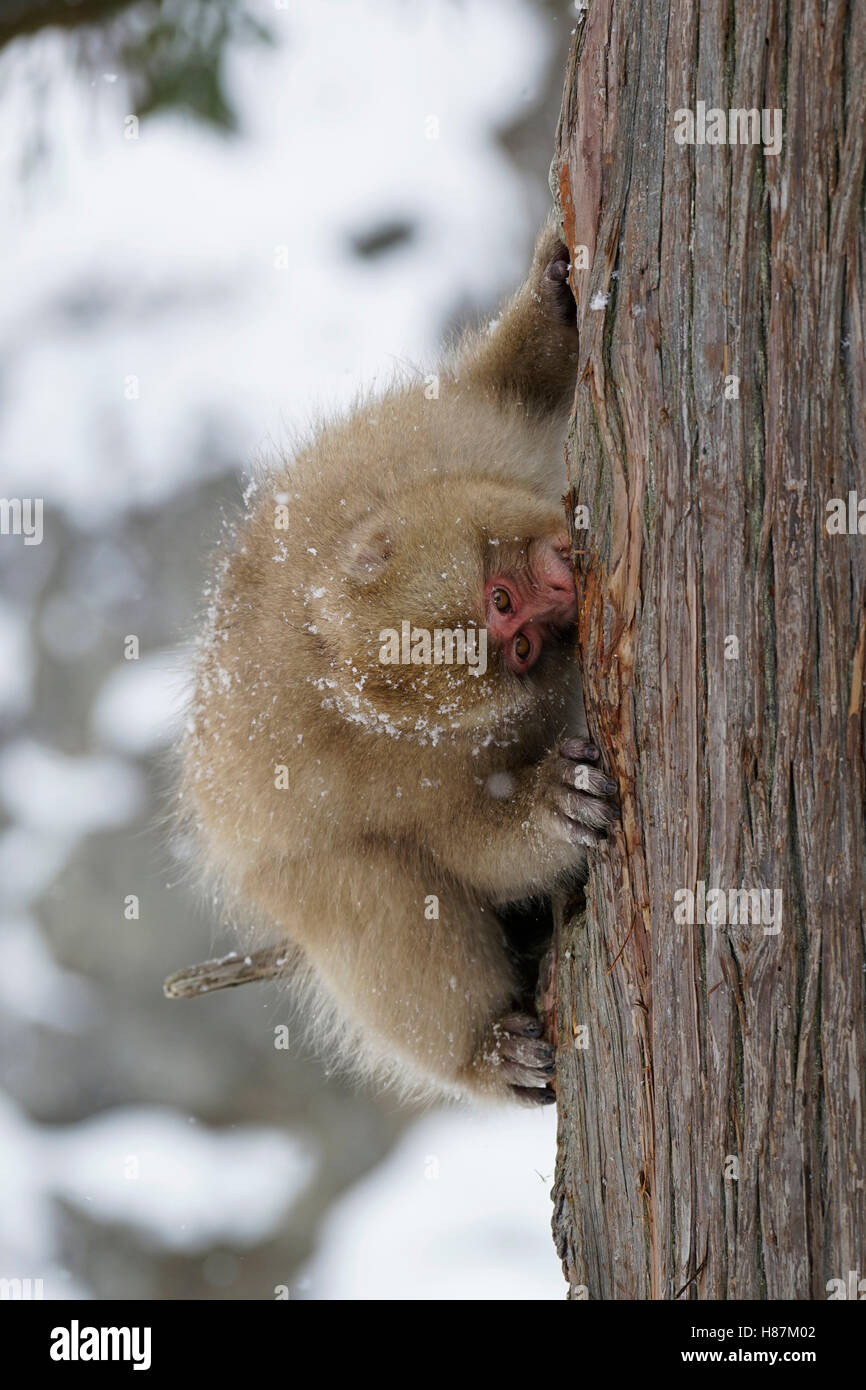 Japanese Macaque (Macaca fuscata) feeding on bark, Jigokudani, Japan ...