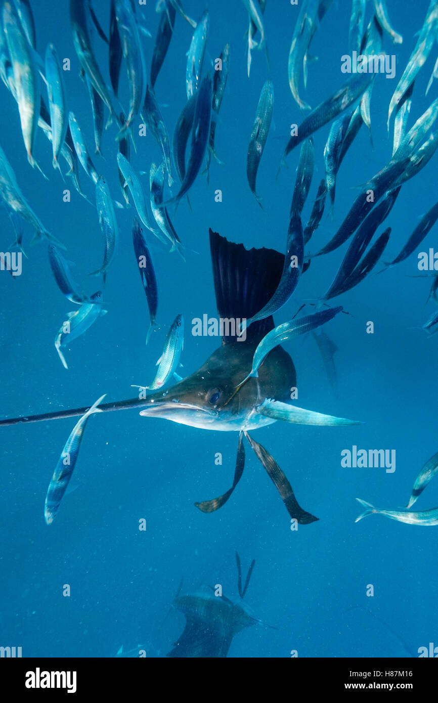 Atlantic Sailfish (Istiophorus albicans) hunting Round Sardinella ...