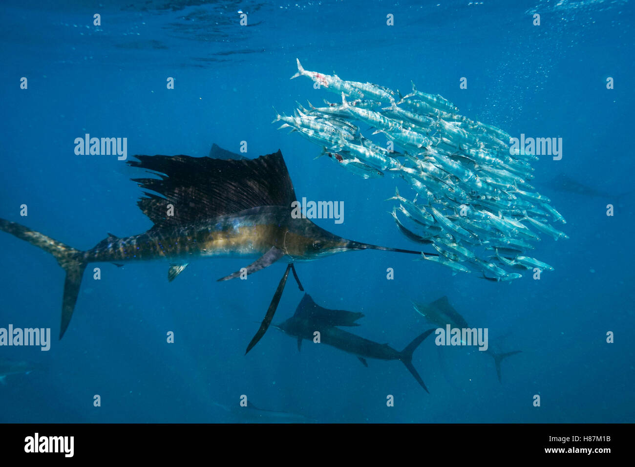 Atlantic Sailfish (Istiophorus albicans) group hunting Round Sardinella ...