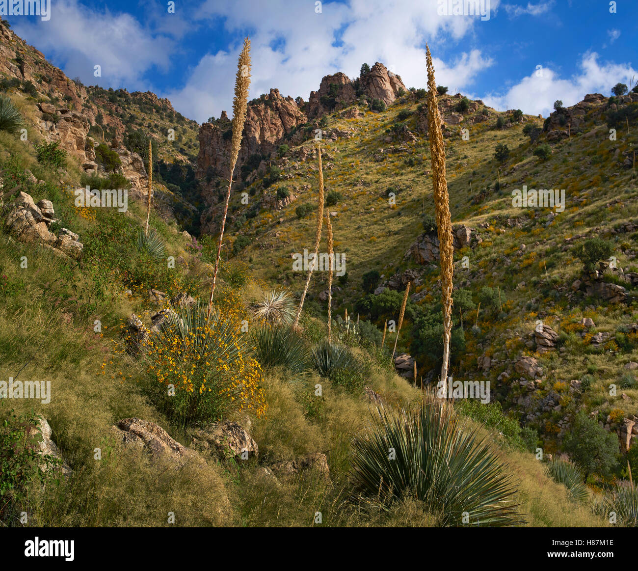 Agave (Agave sp) flowering, Molino Canyon, Coronado National Forest ...