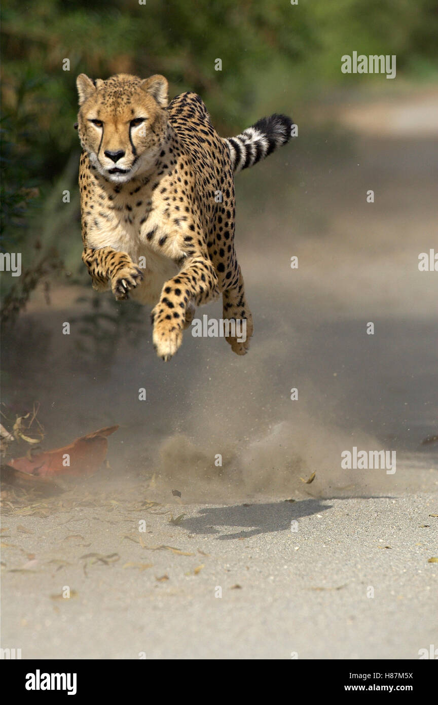 Cheetah (Acinonyx jubatus) running, San Diego Zoo, San Diego ...