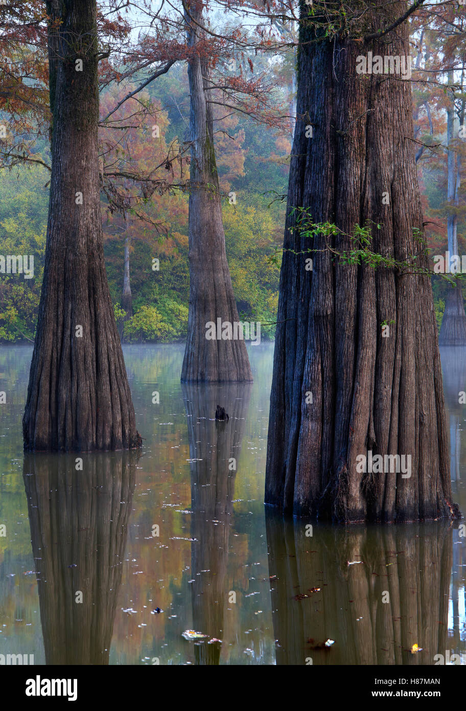 Bald Cypress (Taxodium distichum) trees in wetland, White River ...