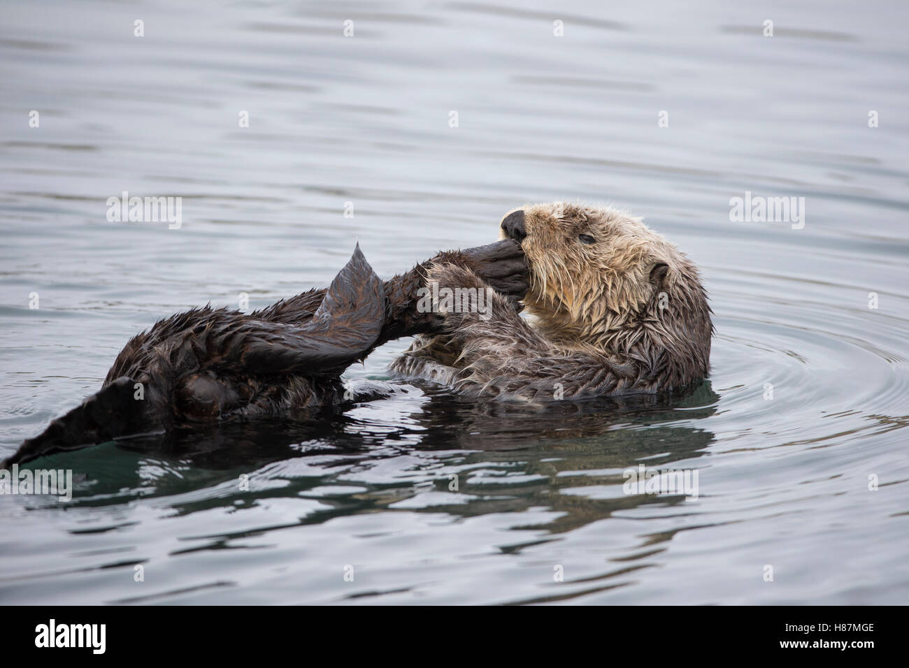 Sea Otter (Enhydra lutris) grooming, Monterey Bay, California Stock ...