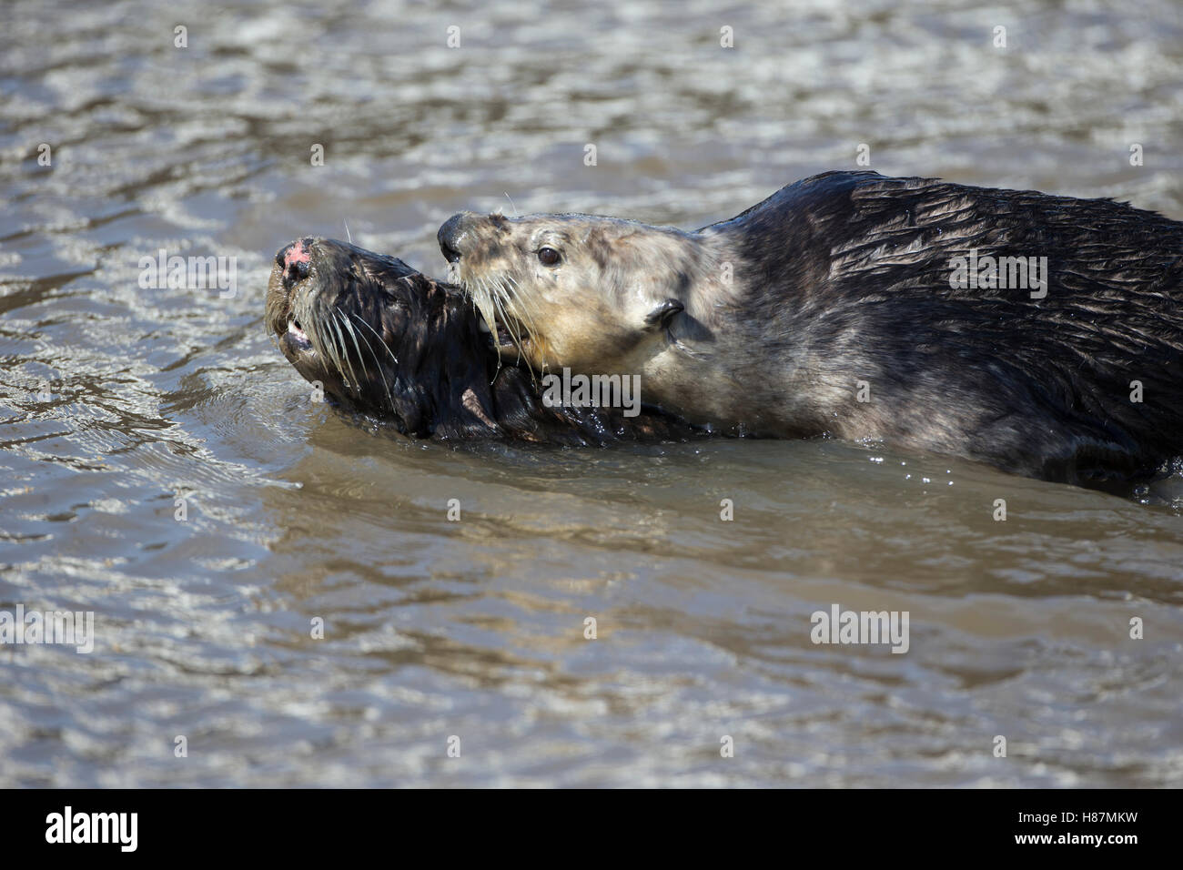 Sea Otter (Enhydra lutris) male grabbing female while mating, Monterey ...
