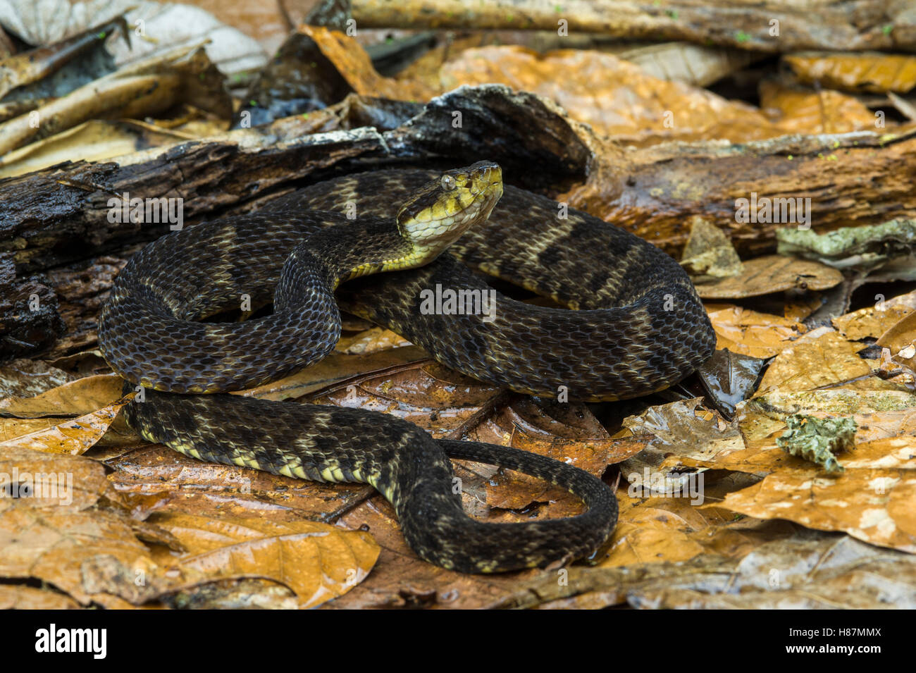 Common Lancehead (Bothrops atrox), native to South America Stock Photo ...