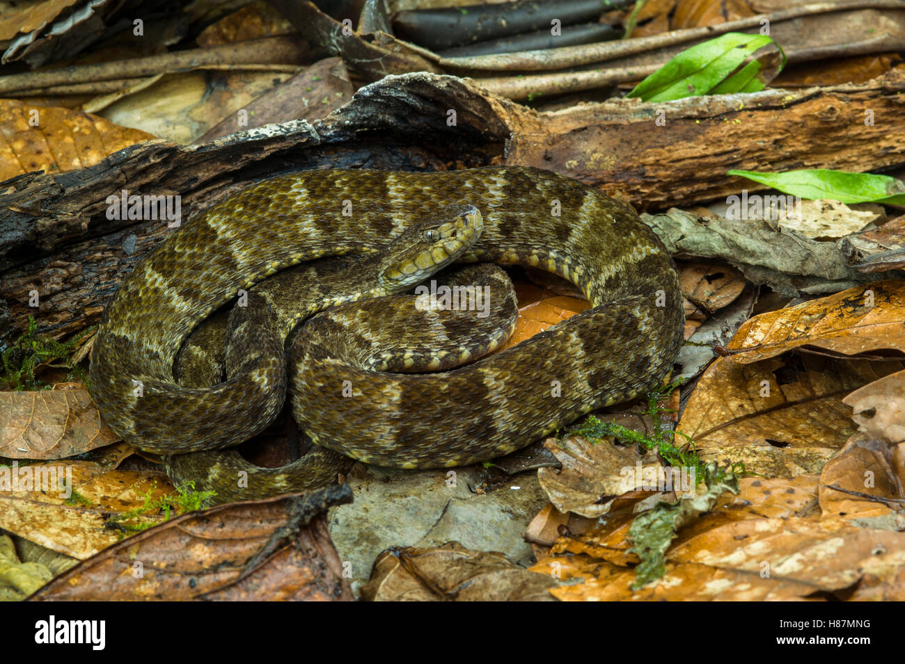 Common Lancehead (Bothrops atrox), native to South America Stock Photo ...