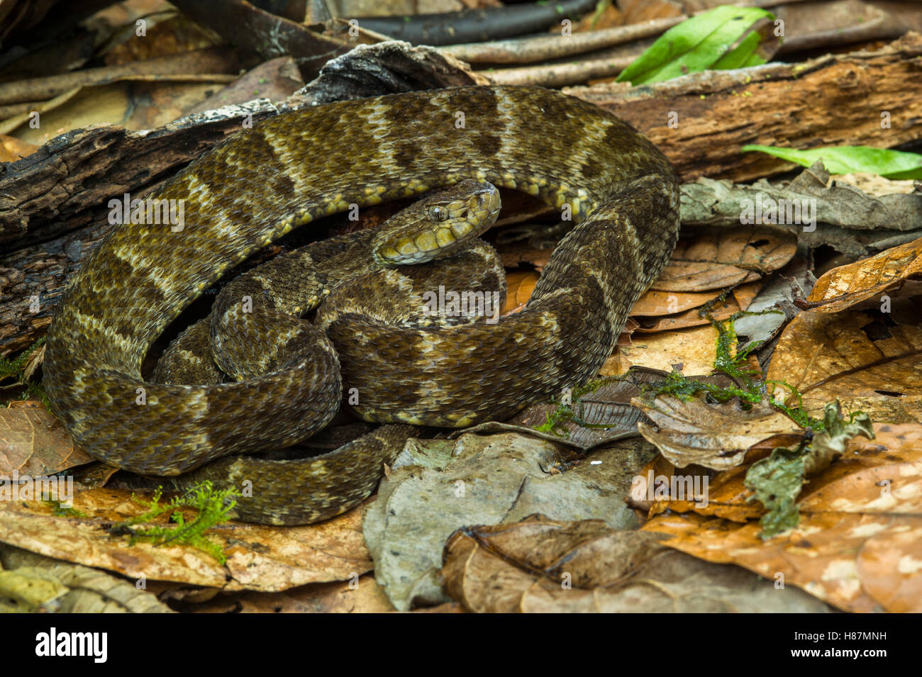Common Lancehead (Bothrops atrox), native to South America Stock Photo ...