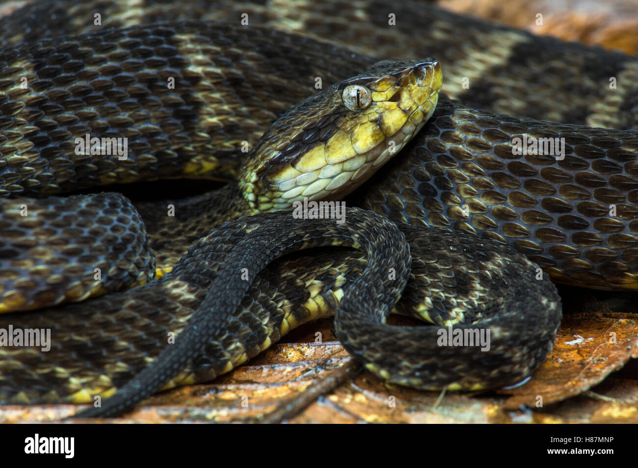Common Lancehead (Bothrops atrox), native to South America Stock Photo ...