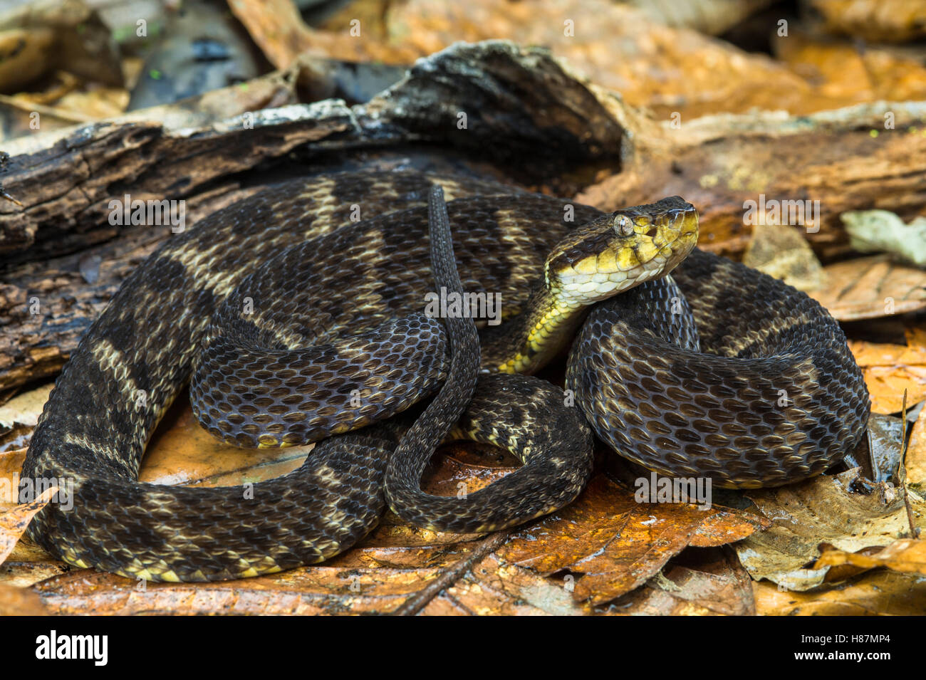 Common Lancehead (Bothrops atrox), native to South America Stock Photo ...