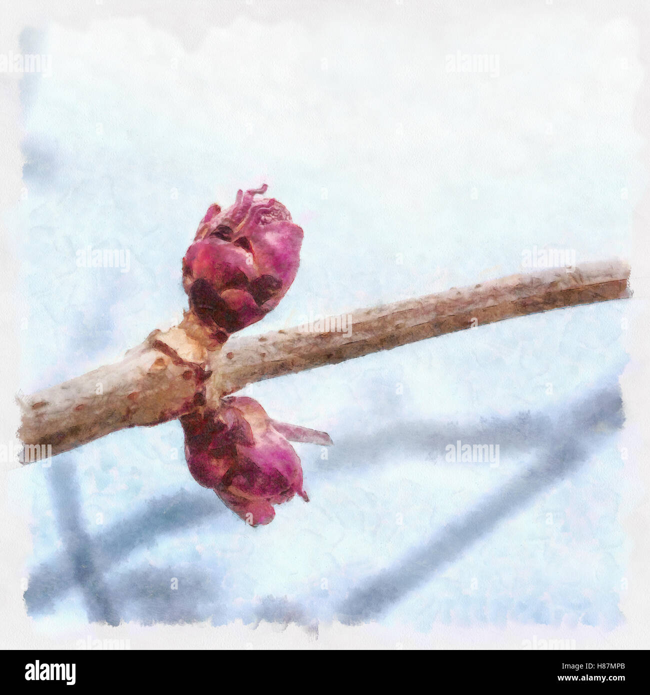 Buds and bl hi-res stock photography and images - Alamy