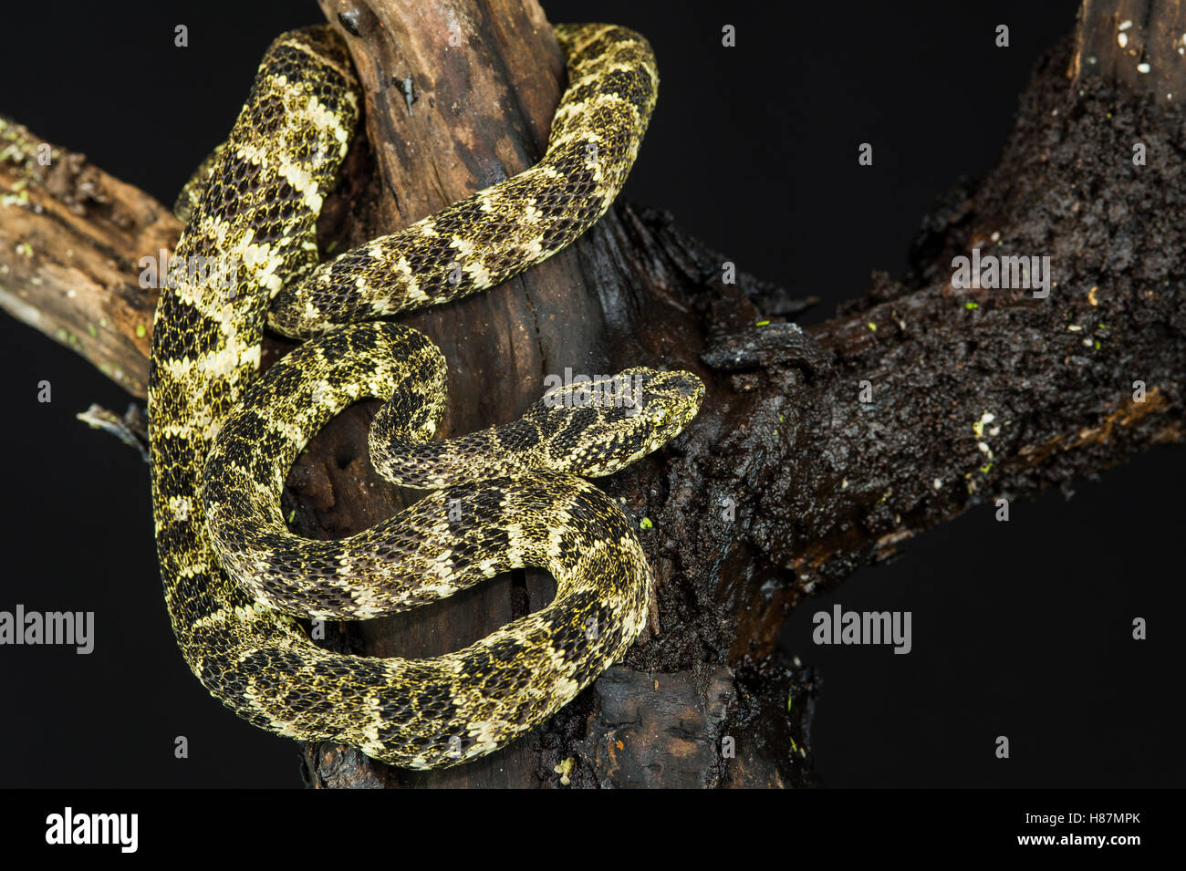 Speckled Forest Pit Viper (Bothriopsis taeniata), native to South ...