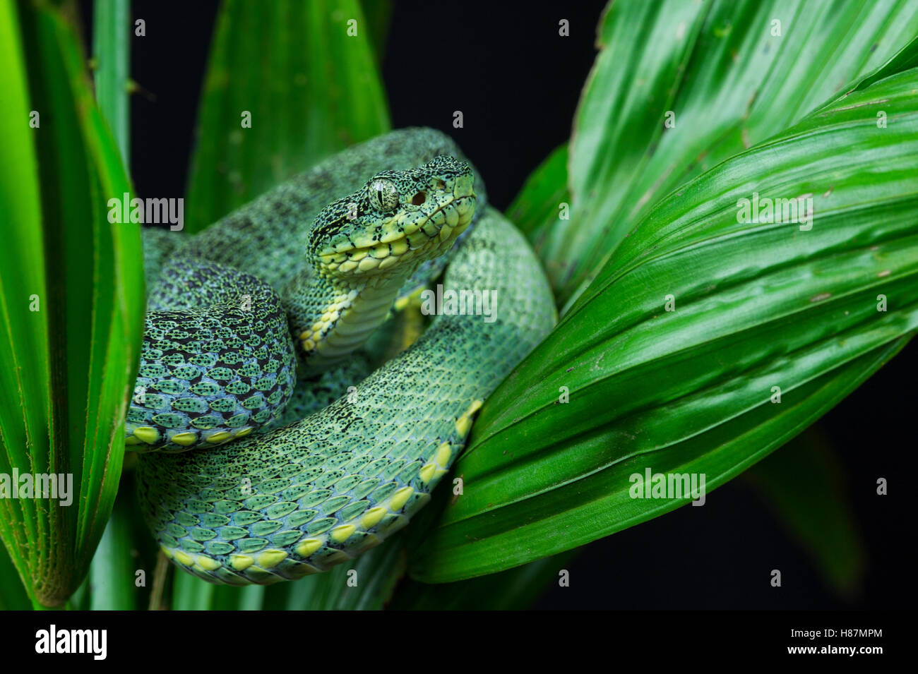 Two-striped Forest Pitviper (Bothriopsis bilineata smaragdinus), native ...